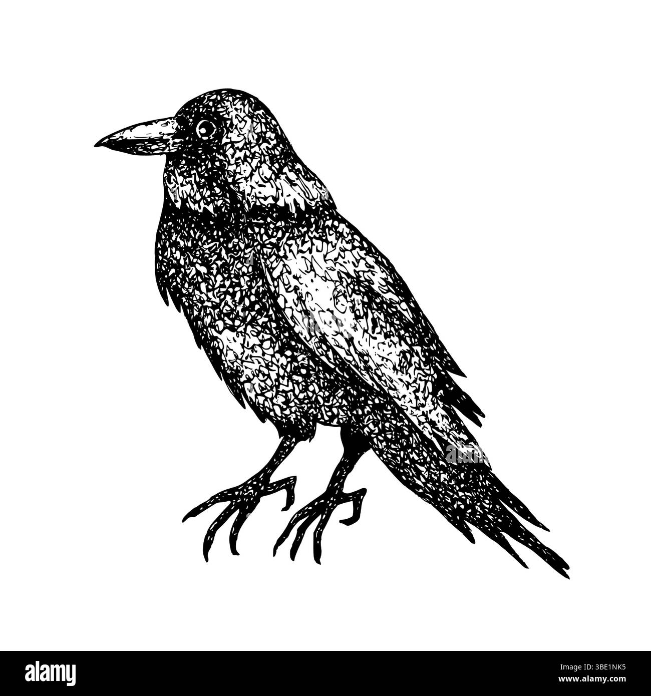 Black crow, raven. Graphic vector illustration with white plate for ...