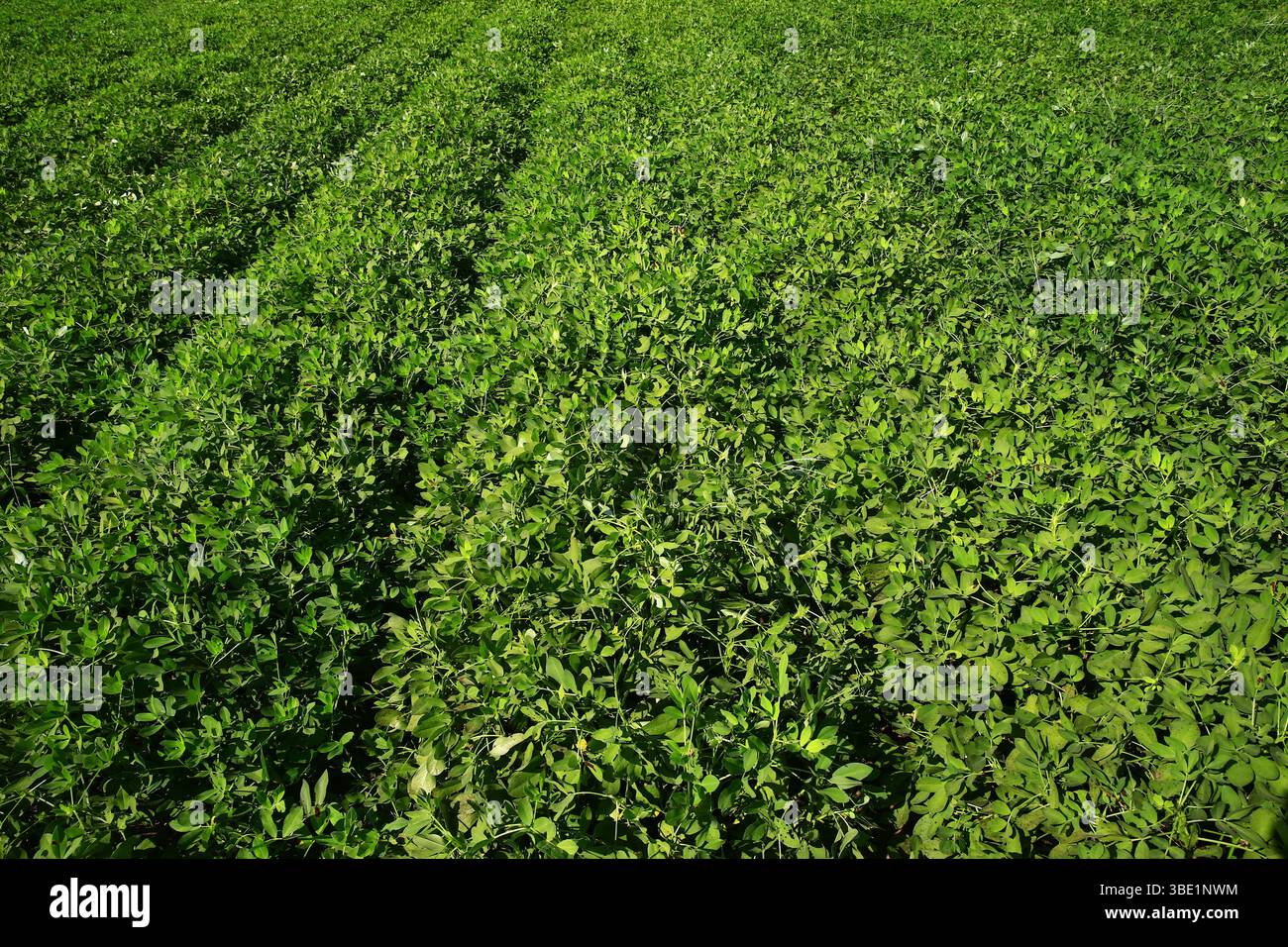 Peanut fields on the farm Stock Photo - Alamy