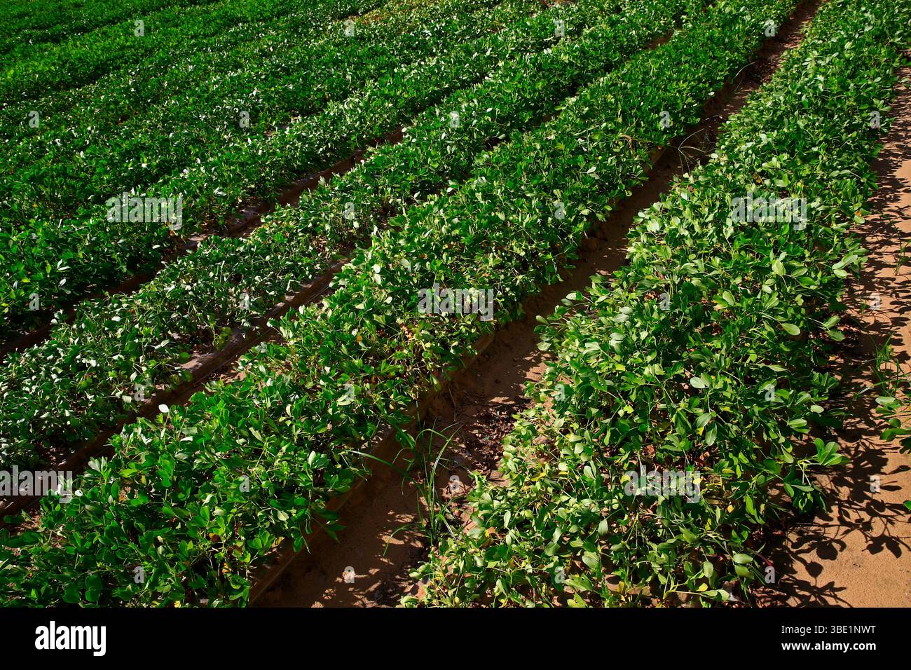 Peanut fields on the farm Stock Photo - Alamy