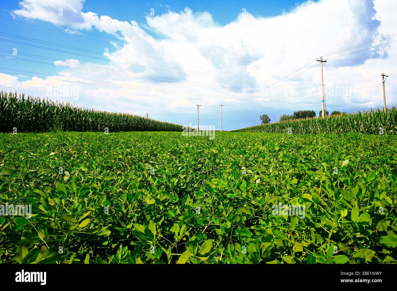 Peanut fields on the farm Stock Photo - Alamy