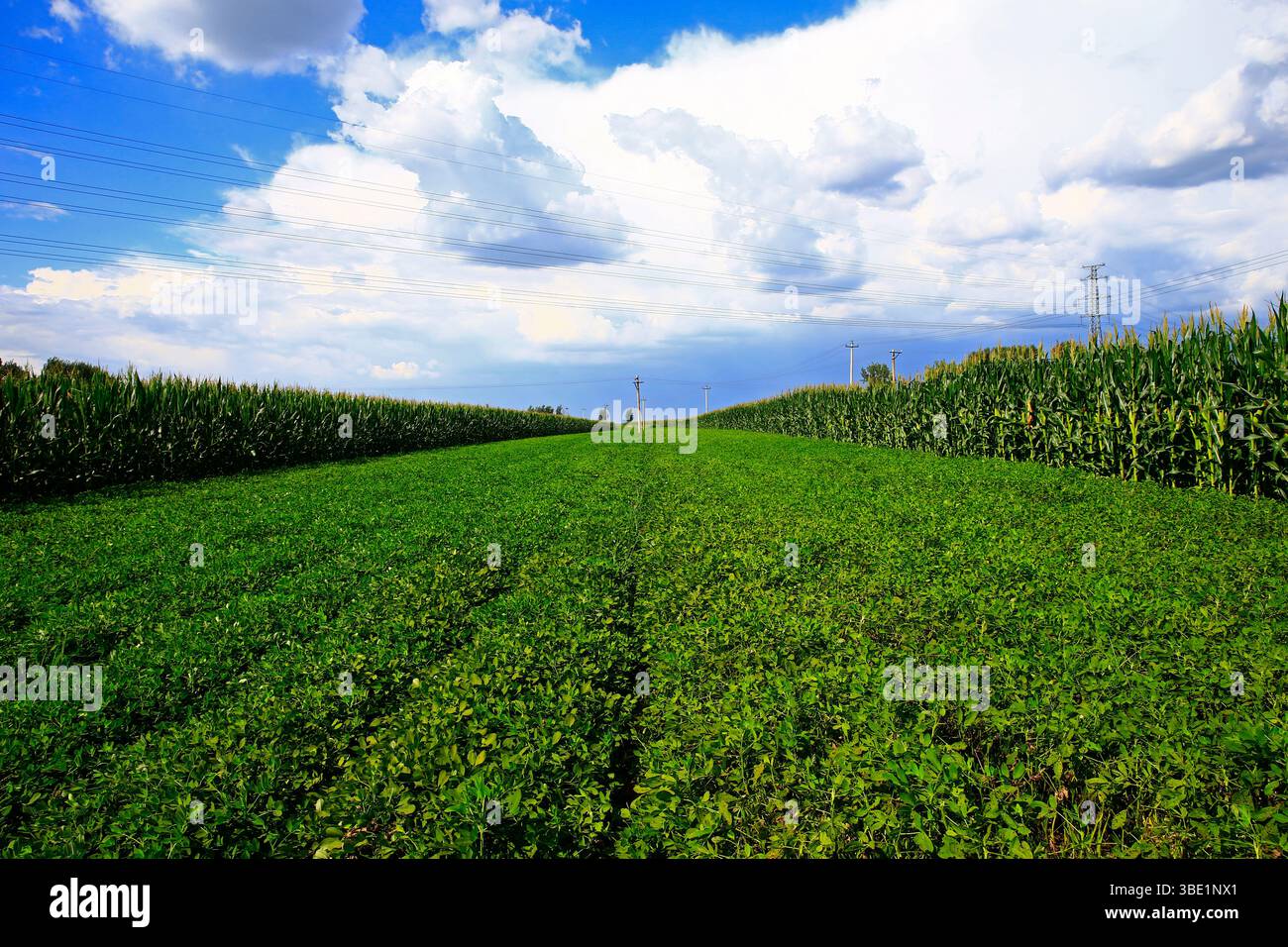 Peanut fields on the farm Stock Photo - Alamy