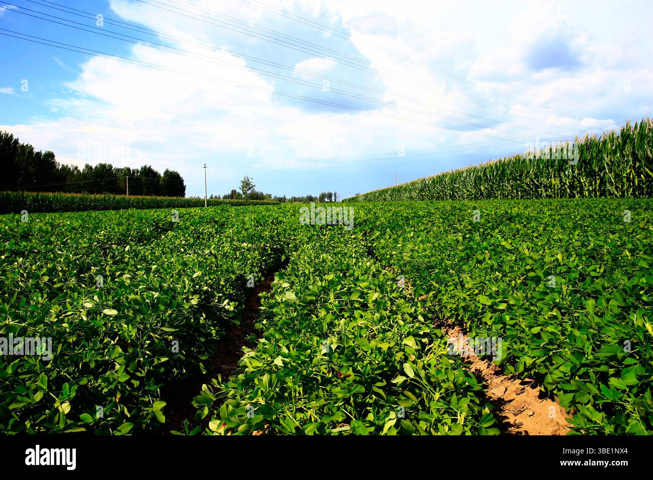 Peanut fields on the farm Stock Photo - Alamy