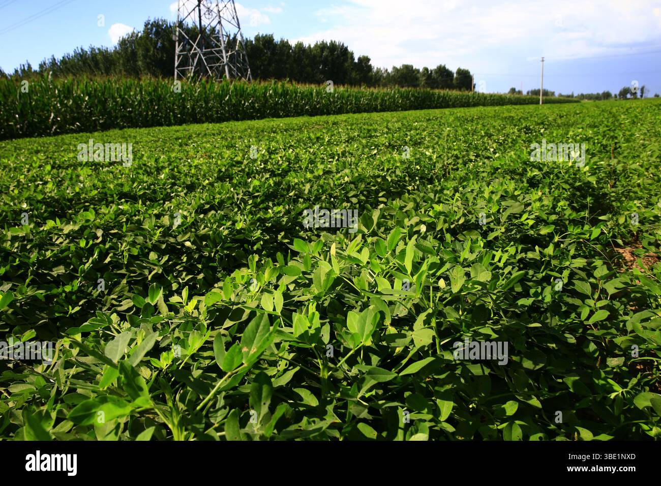 Peanut fields on the farm Stock Photo - Alamy