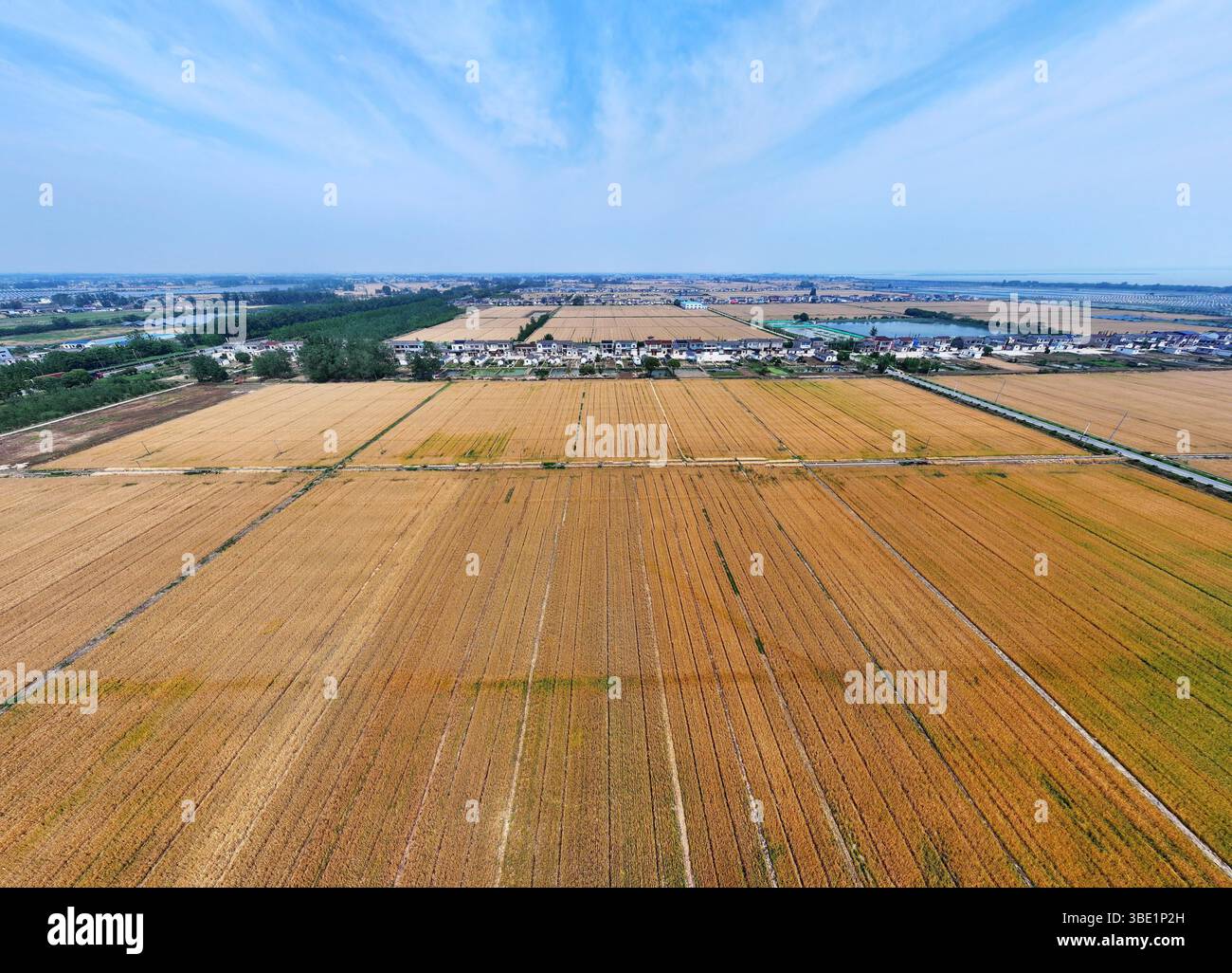 Aerial photo shows the wheat field scenery in Yangzhou City, east China ...