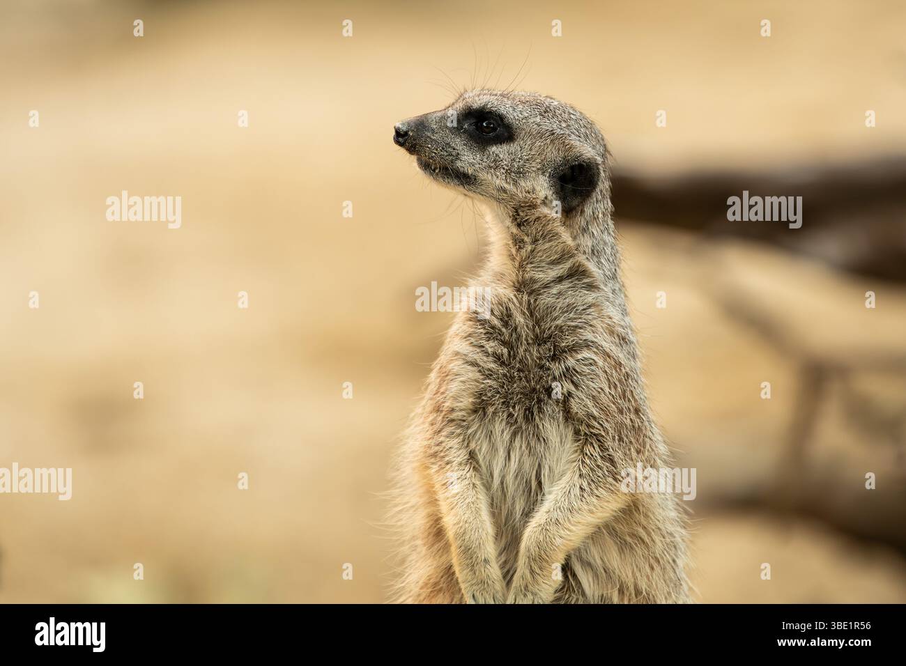 Stuttgart, Germany. 25th May, 2025. A meerkat stands in an enclosure at ...