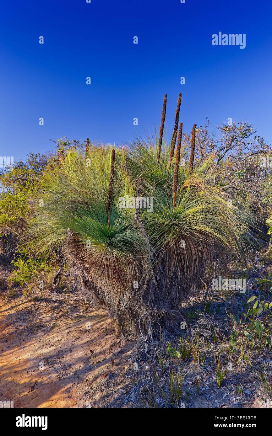 Grasstree hi-res stock photography and images - Alamy