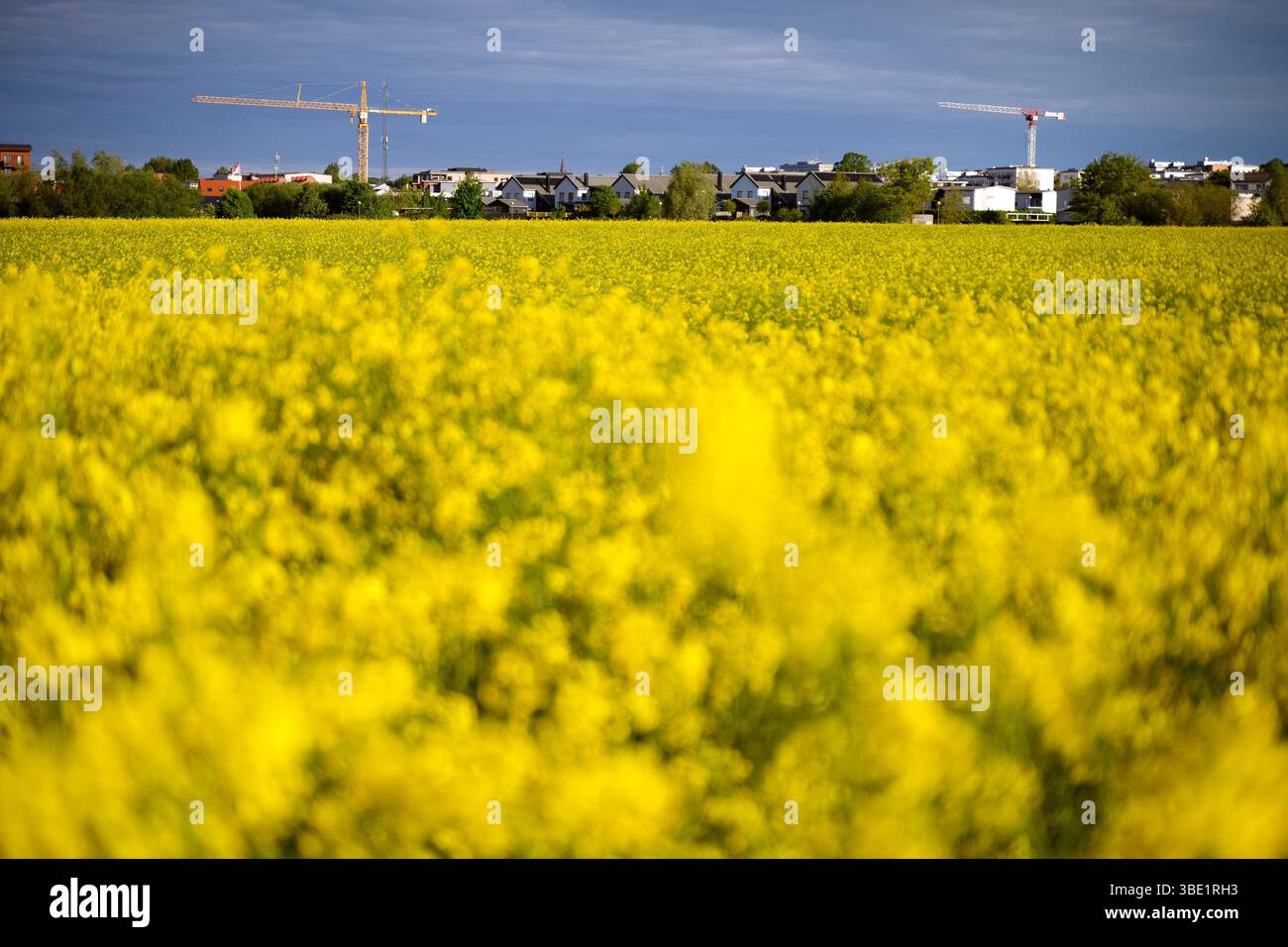 City and agriculture. Raps field and urban town or city. Copy space ...