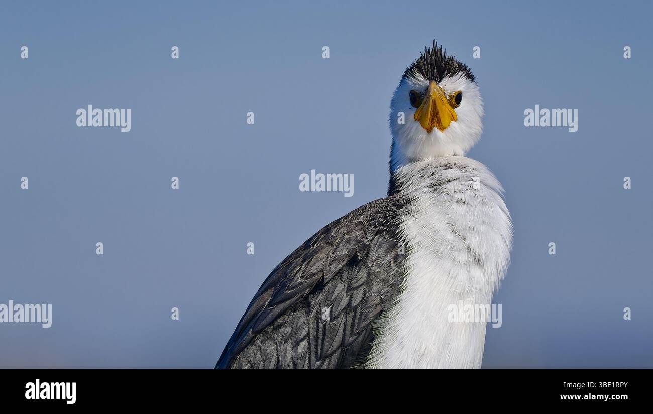 Little pied cormorant, little shag (Microcarbo melanoleucos) black and ...