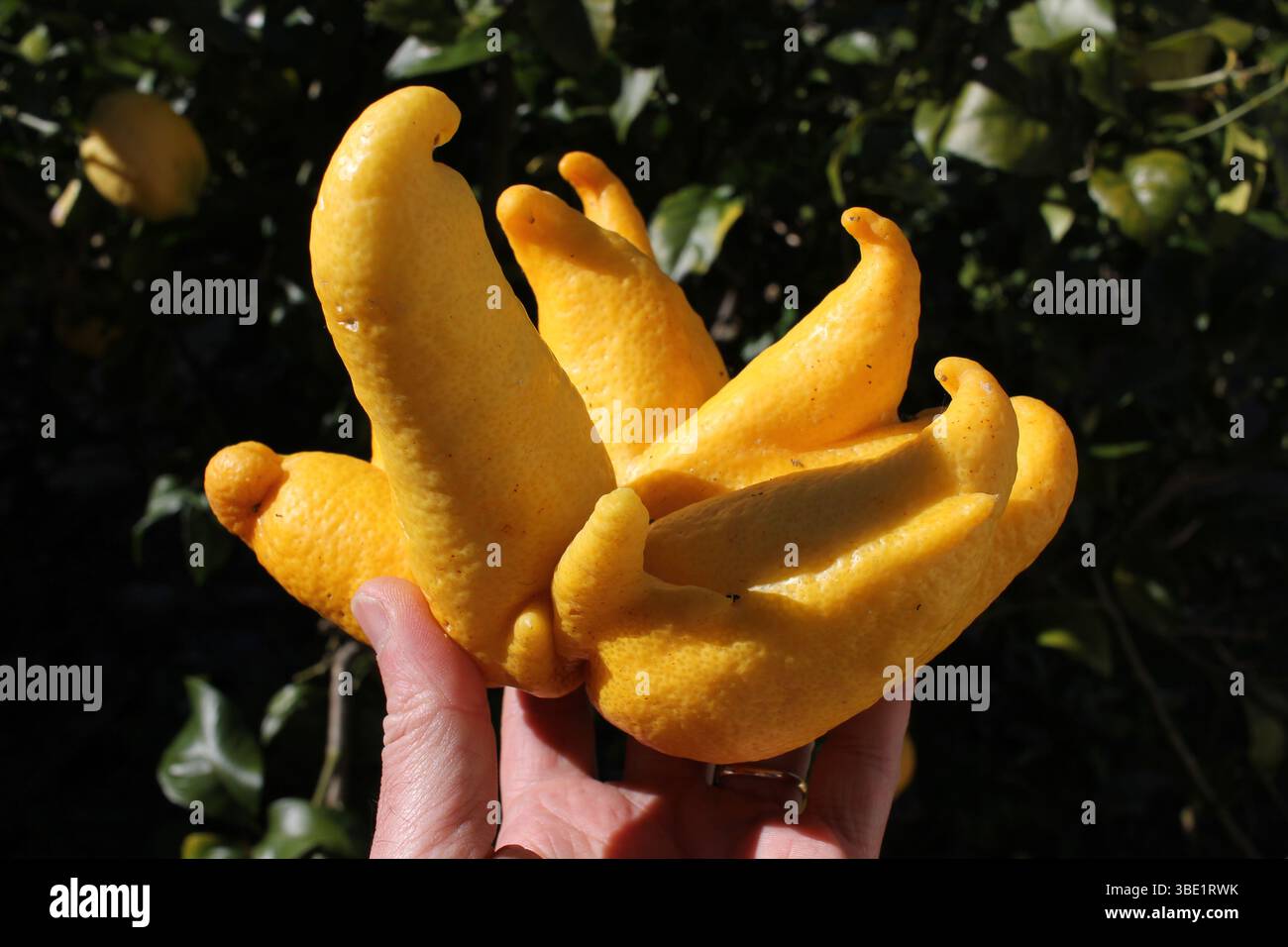 I am holding in my hand a rare lemon Stock Photo - Alamy