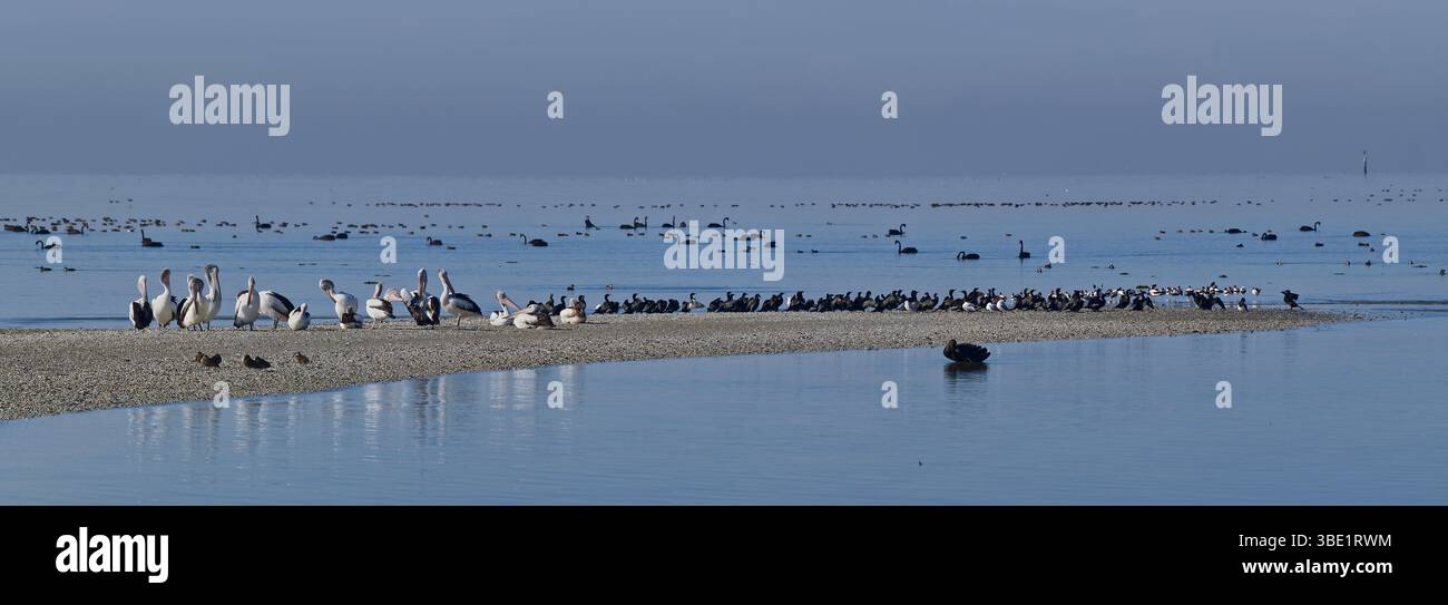 Flock of waterbirds pelicans cormorants avocets swans resting on sand ...
