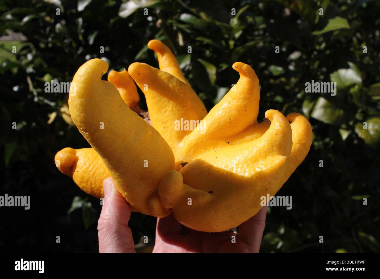 Rare fruit tree hi-res stock photography and images - Alamy