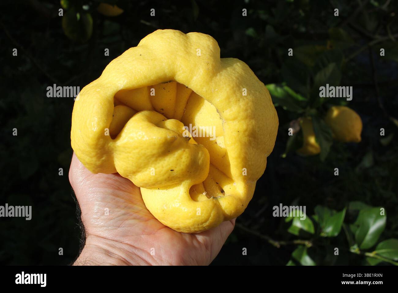 I hold a rare lemon tree in my left hand Stock Photo - Alamy