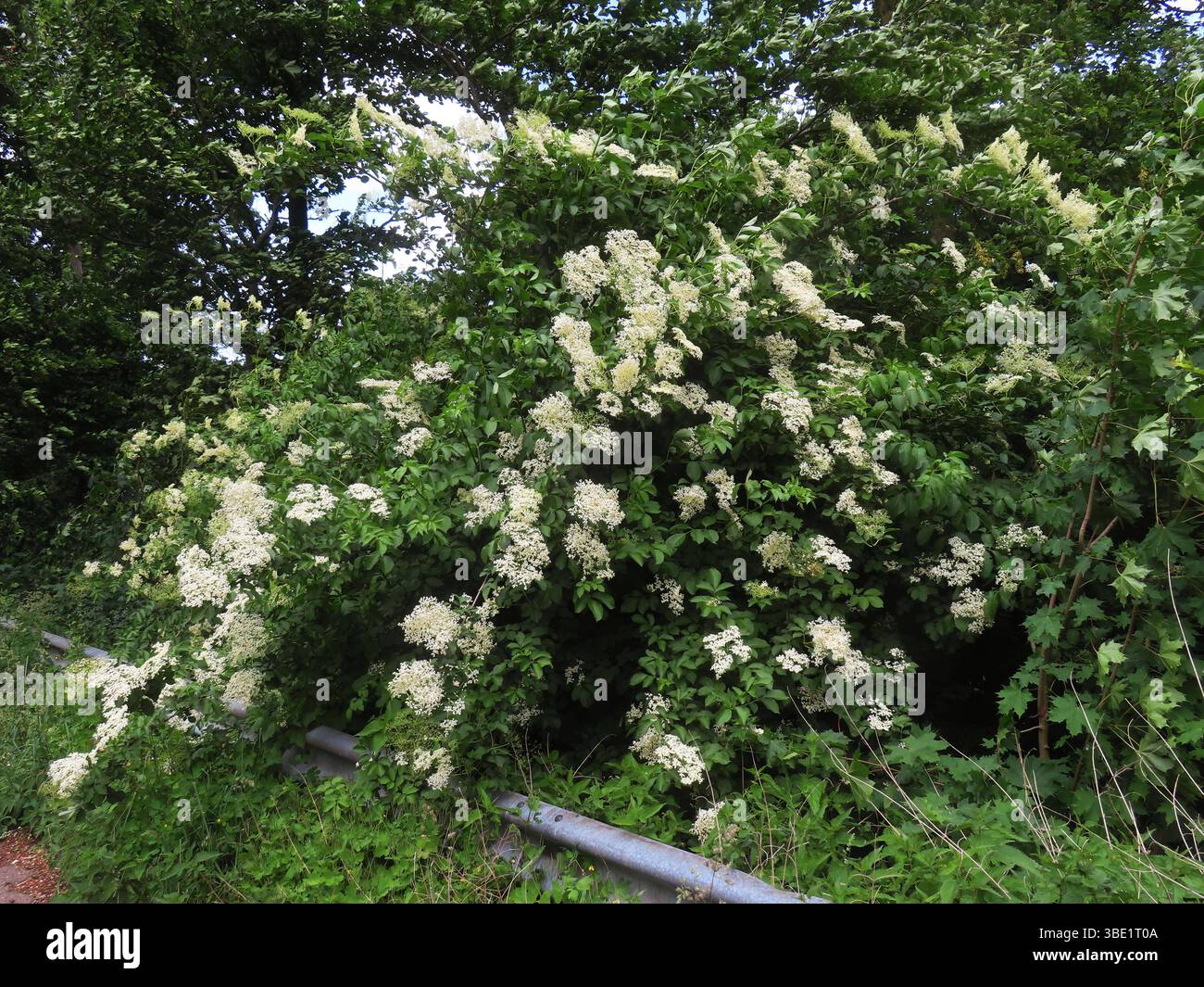 ...der Holunder bildet je nach Standort beeindruckende Gehoelz- und ...