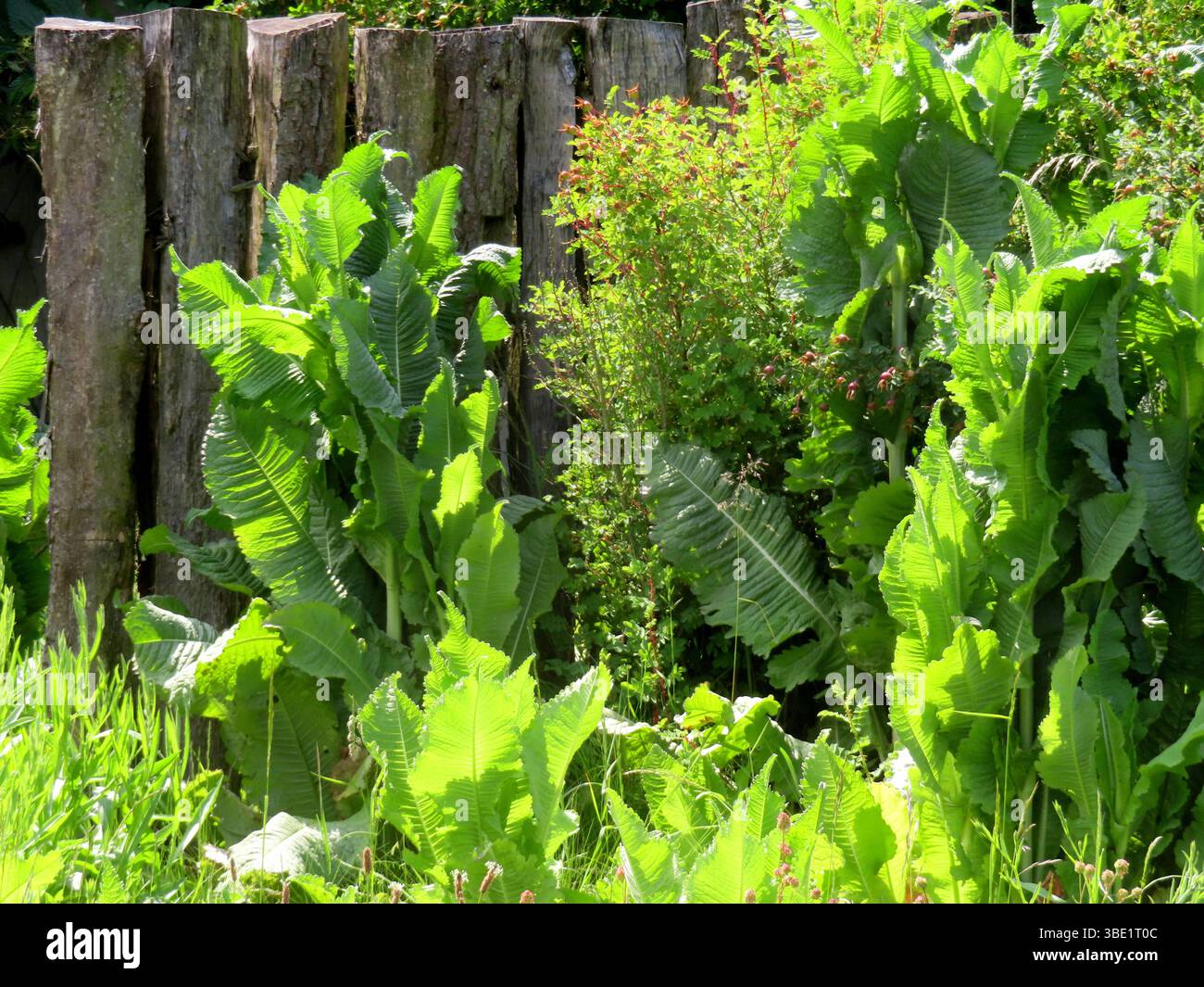 ...die Wilde Karde kann Wuchshoehen bis zu drei Meter erreichen - an ...