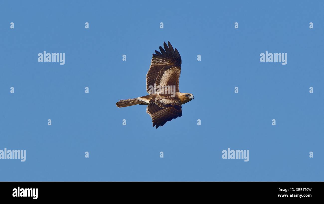 Light pale morph of Little eagle (Hieraaetus morphnoides) soaring in ...