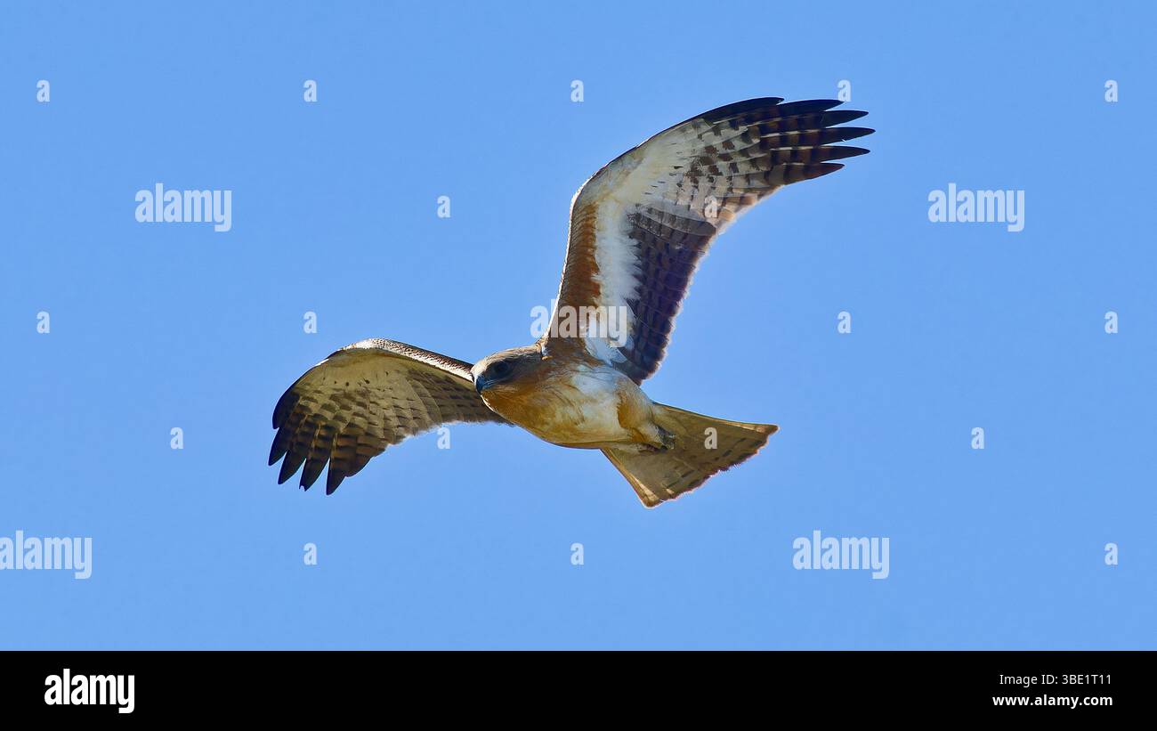 Light pale morph of Little eagle (Hieraaetus morphnoides) soaring in ...