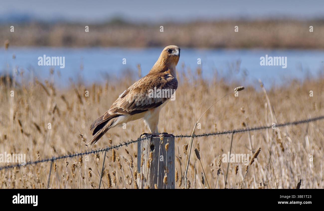 Light pale morph of Little eagle (Hieraaetus morphnoides) perched on a ...