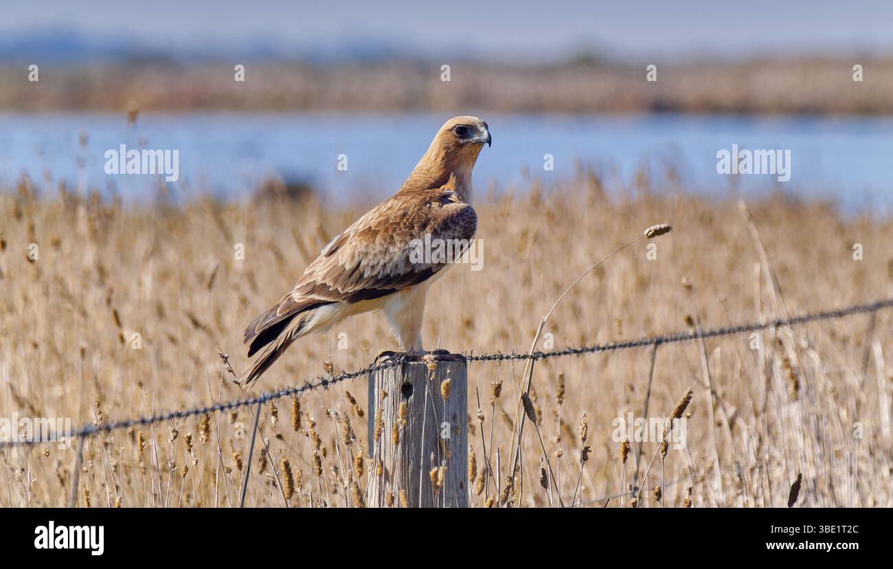 Light pale morph of Little eagle (Hieraaetus morphnoides) perched on a ...