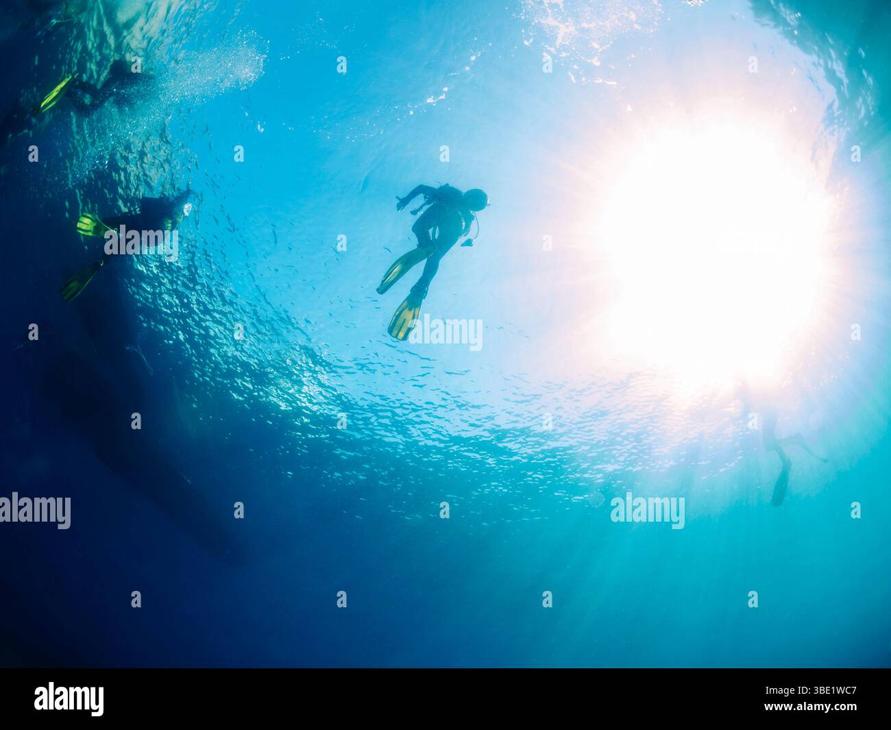 group of divers diving towards the sea surface Stock Photo - Alamy