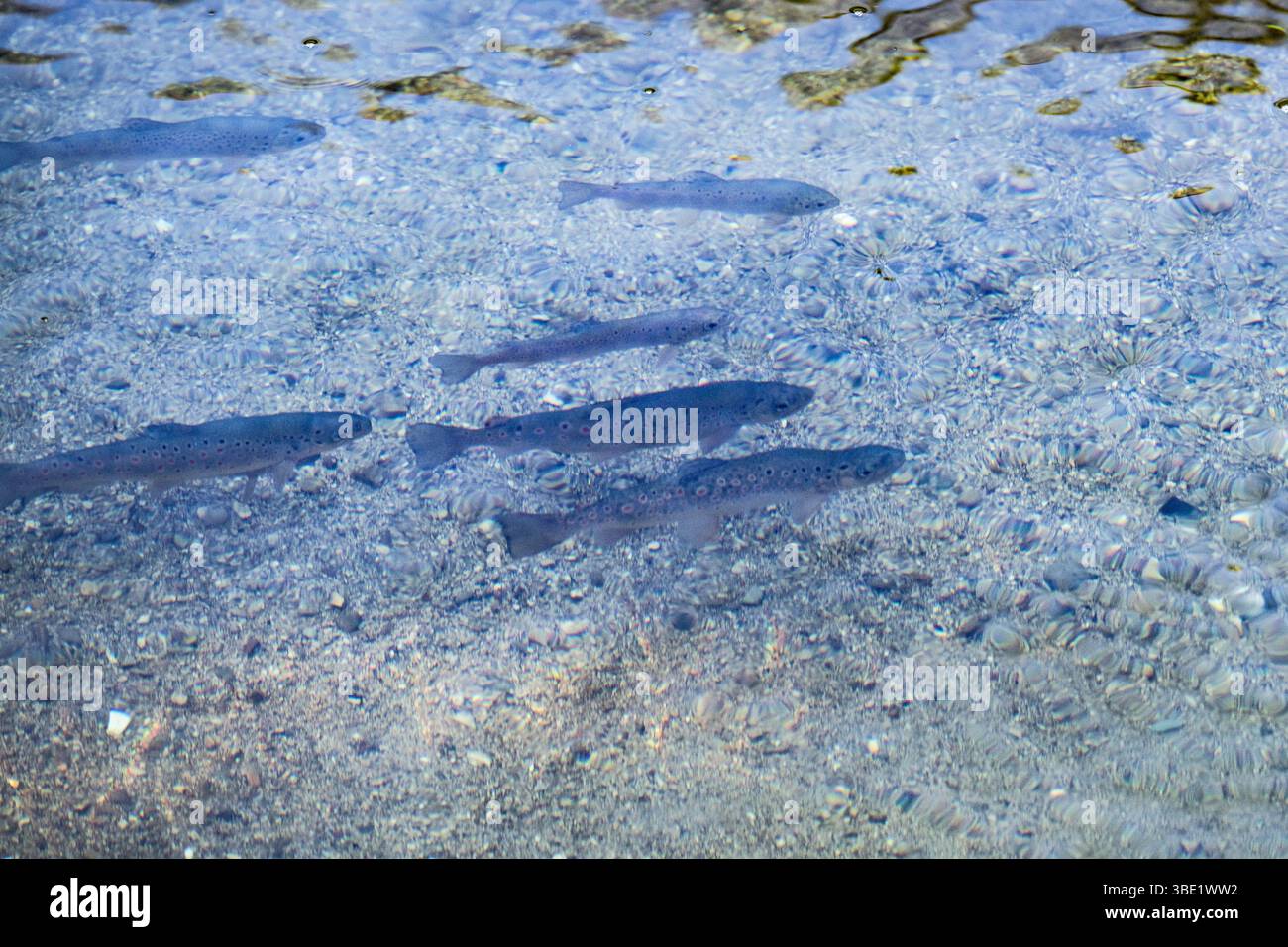 Forellen im Alterbach in Sam in Salzburg zu Sonnenuntergang im Frühling ...