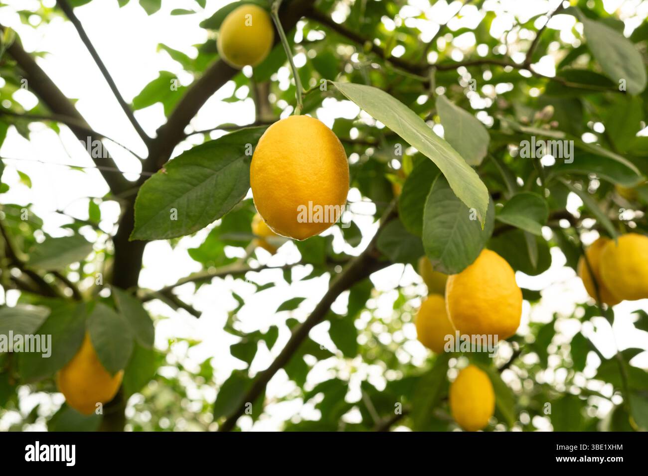 Lemon Tree Branches with Fresh Citrus Fruits in an Orchard Stock Photo ...