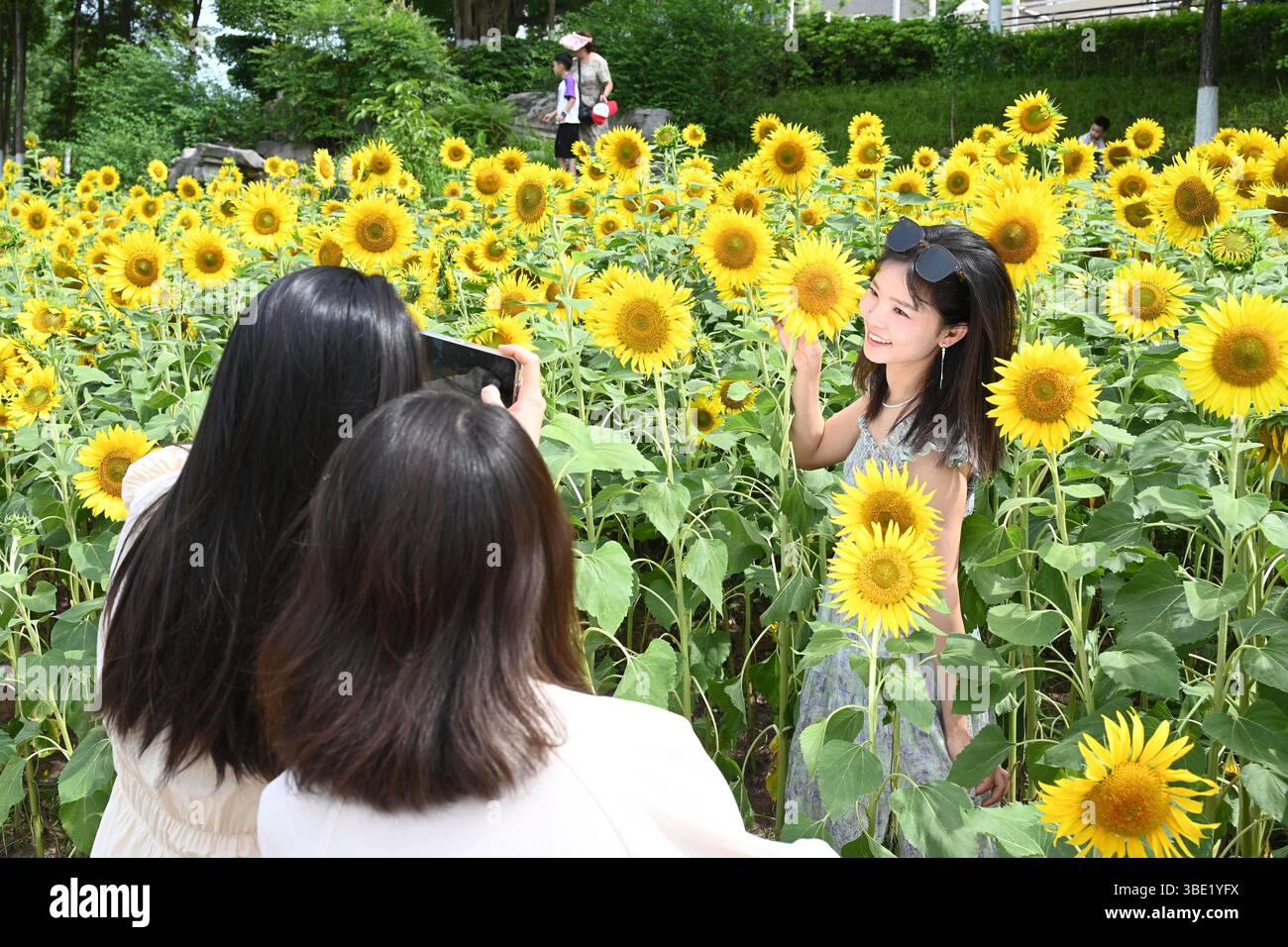 Sunflowers burst into bloom in Neijiang City, southwest China's Sichuan ...
