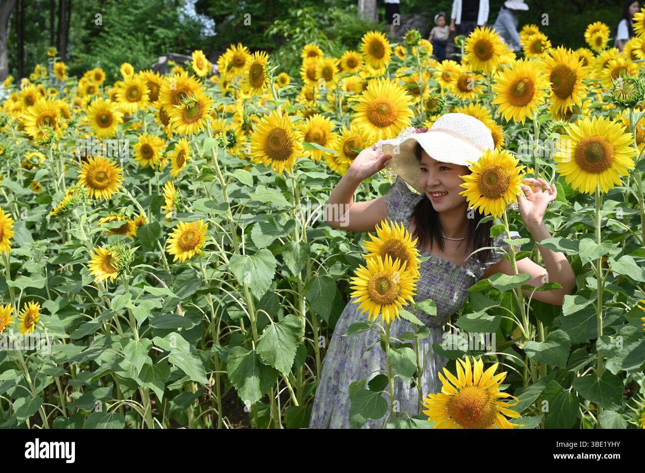 Sunflowers burst into bloom in Neijiang City, southwest China's Sichuan ...