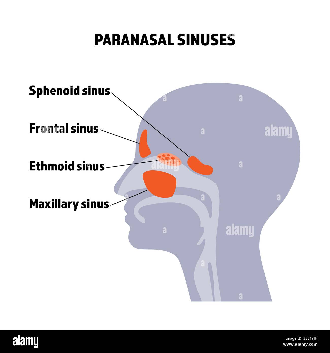 Paranasal sinuses side view illustration Stock Photo - Alamy