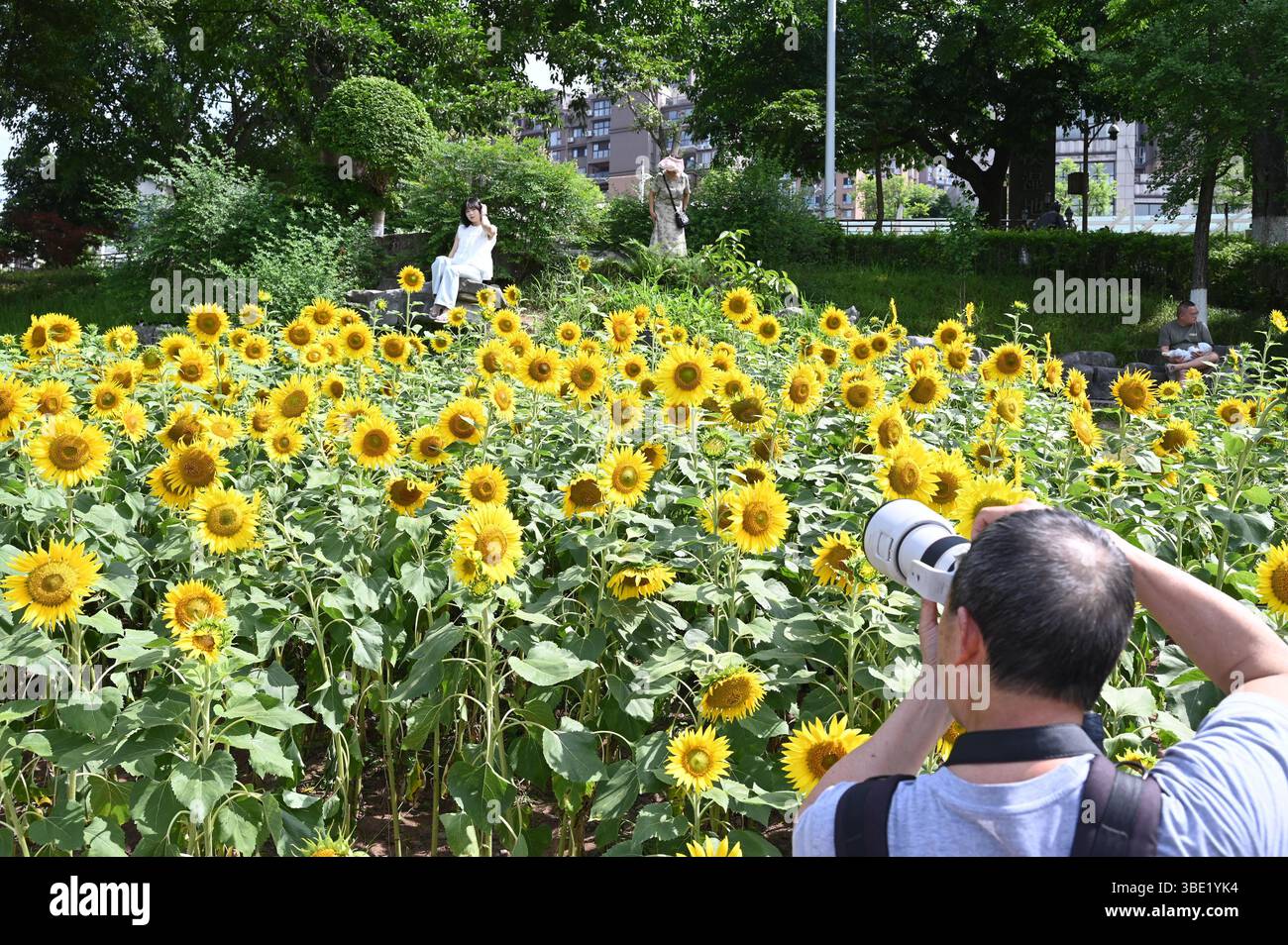 Sunflowers burst into bloom in Neijiang City, southwest China's Sichuan ...