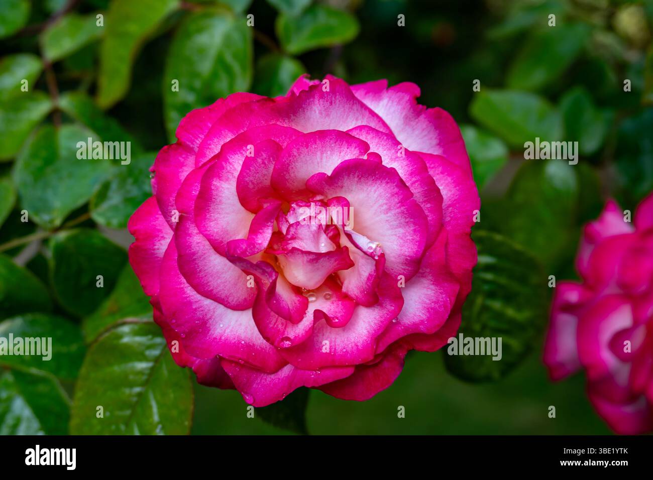 A French Rose (Rosa gallica) in Suffolk, UK Stock Photo - Alamy