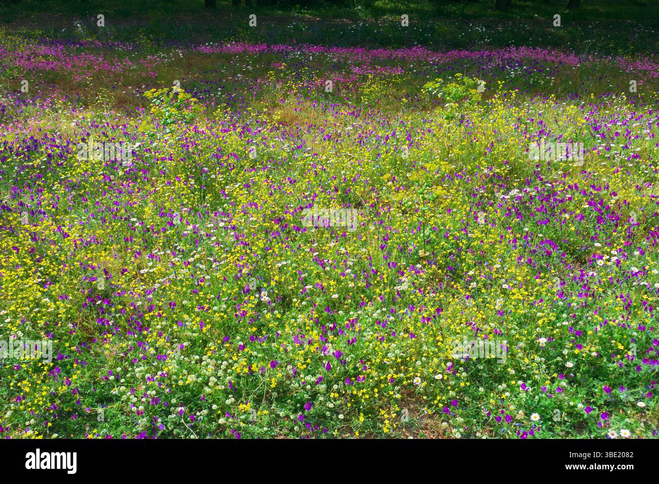 meadow in bloom of yellow, purple and white wildflowers in a clearing ...