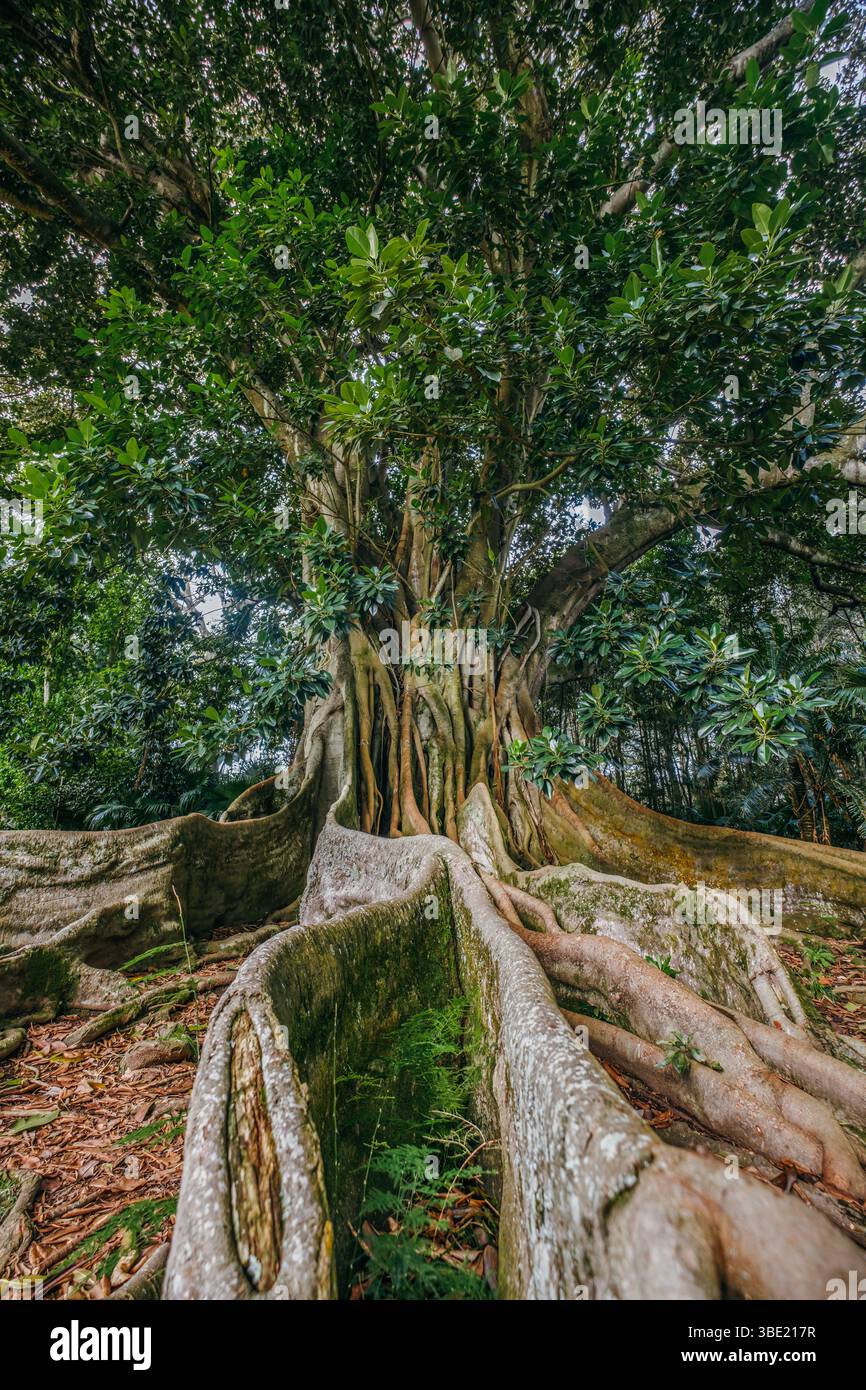 Towering Canopy of an Ancient Azorean Tree Dominating the Lush Forest ...