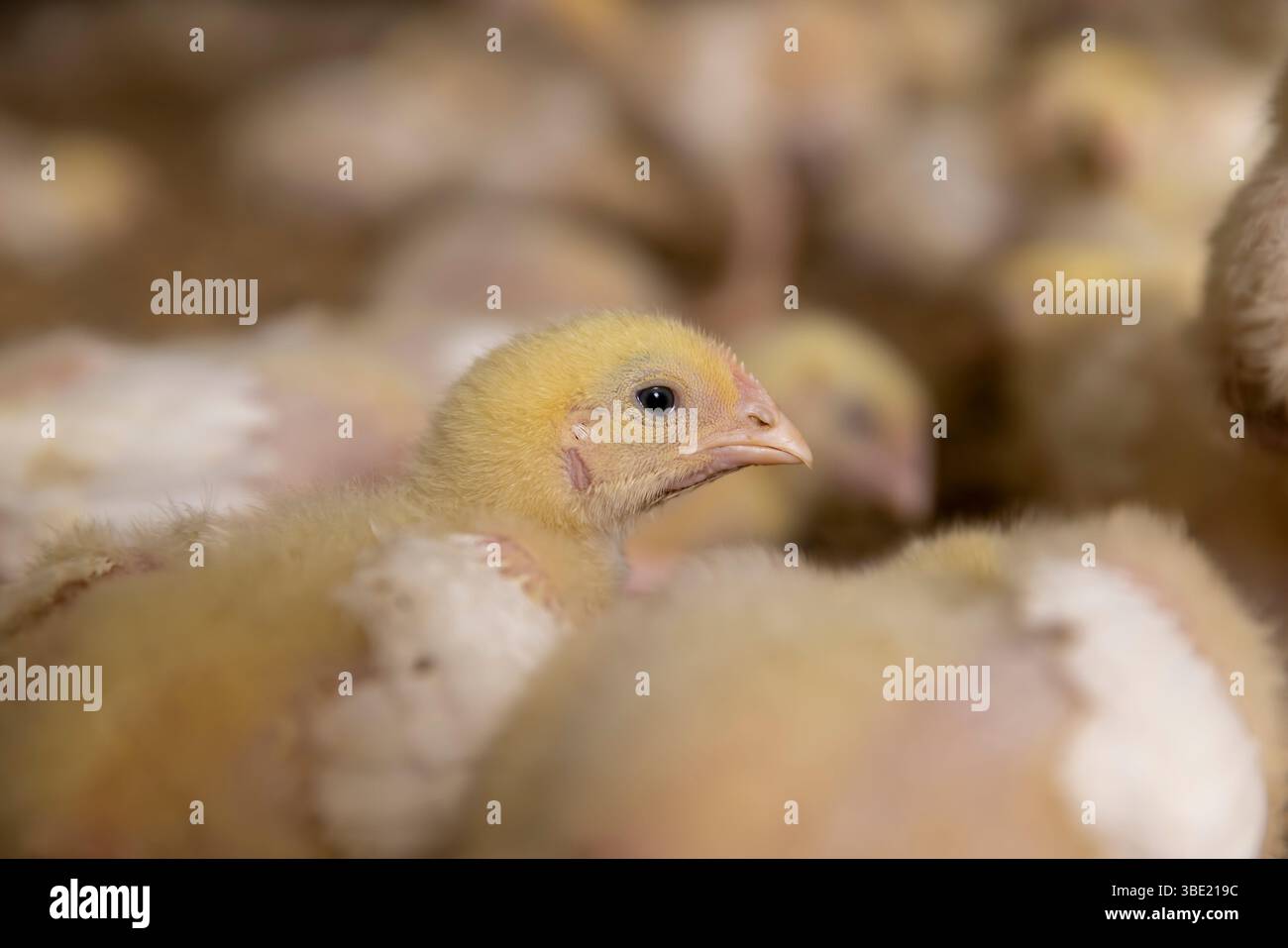 chickens in a poultry farm, growing meat breeds of chicken, small ...
