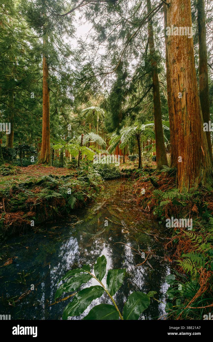 Tranquil forest stream surrounded lush hi-res stock photography and ...