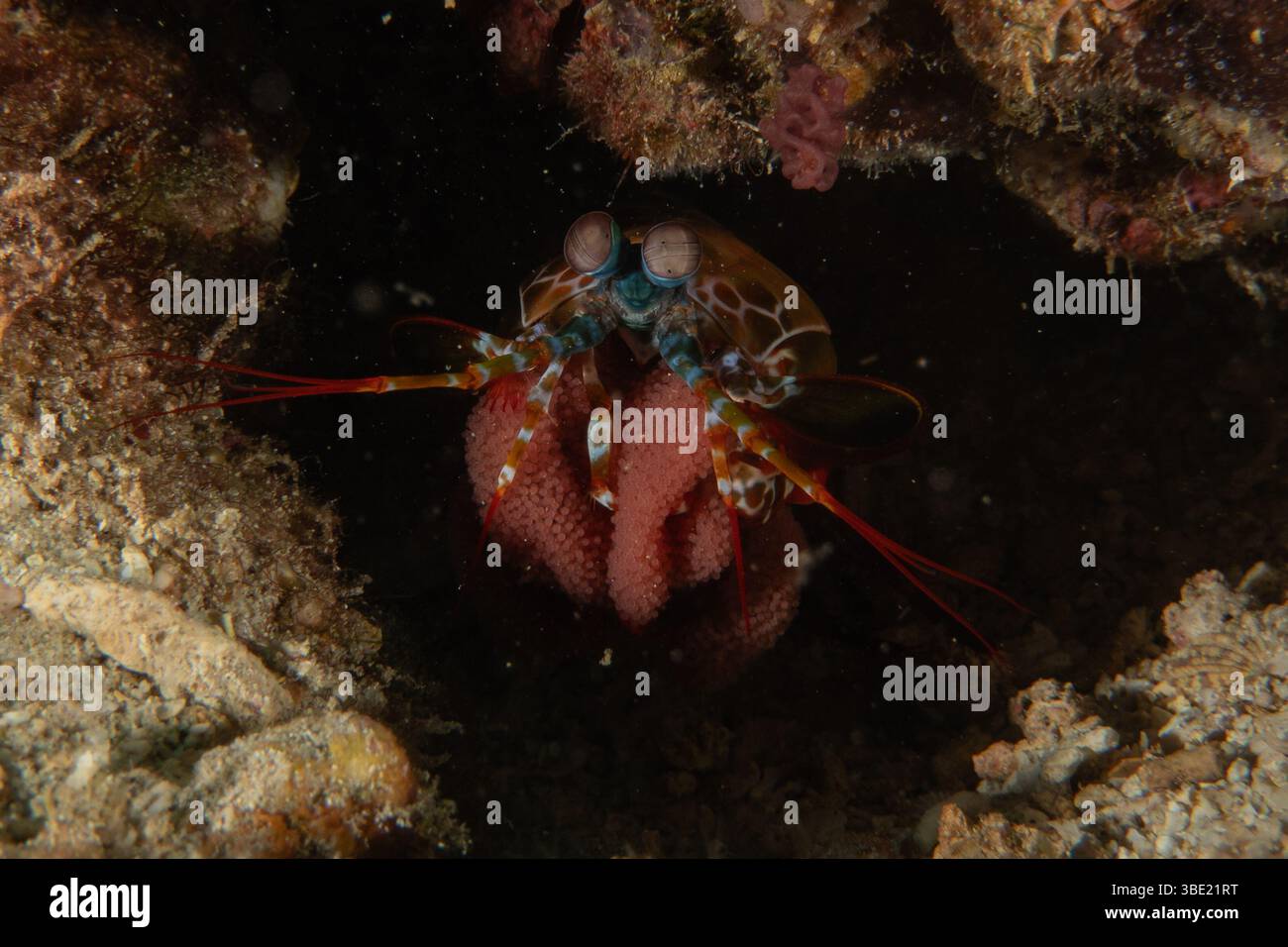 Mantis shrimp in the Sea of the Philippines Stock Photo - Alamy