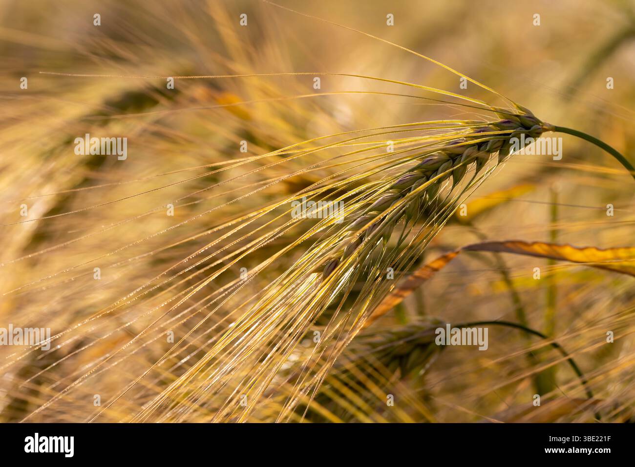 production of agricultural rye plants, close up Stock Photo - Alamy