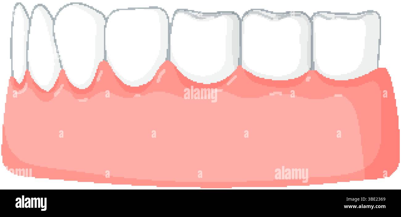 Vector art of teeth and gums in detail Stock Vector Image & Art - Alamy