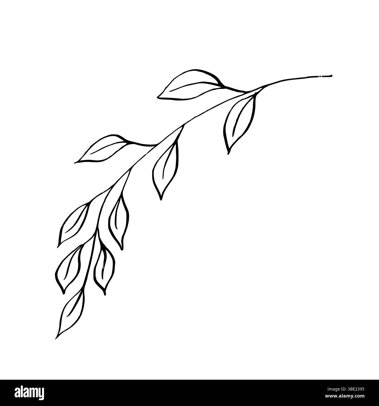 Fine art monochrome botanical Cut Out Stock Images & Pictures - Alamy