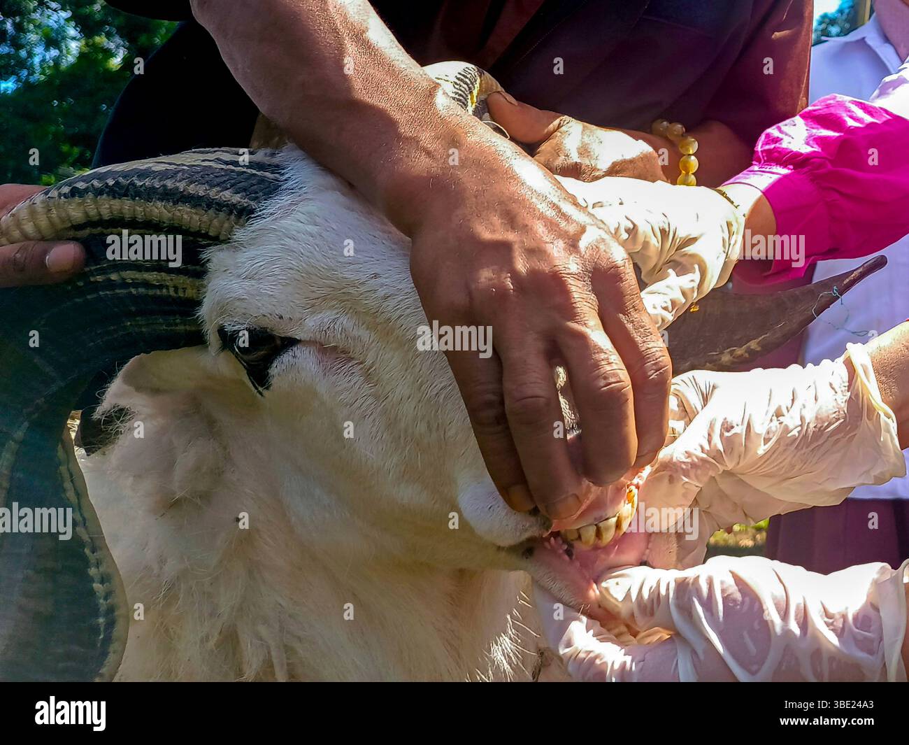 Bogor, Indonesia. 27th May, 2025. Examination of sheep teeth to ...
