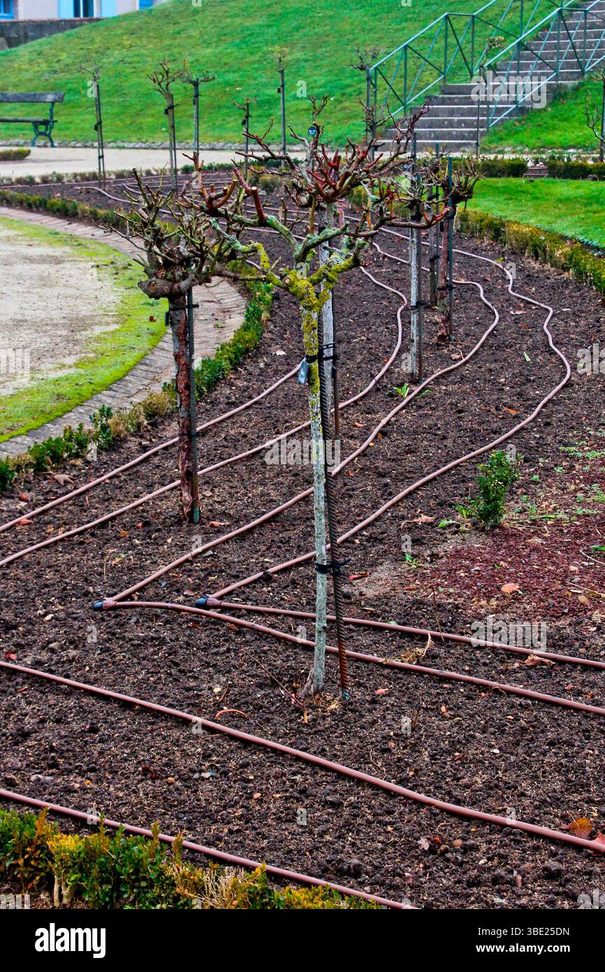 Drip pipes for irrigation of the Jardin des Plantes, Le Mans, Sarthe ...