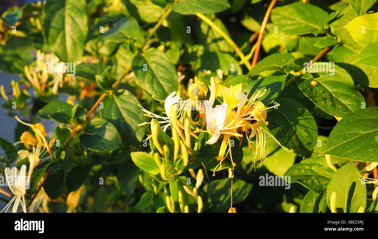 Lonicera japonica, Japanese honeysuckle and golden-and-silver ...