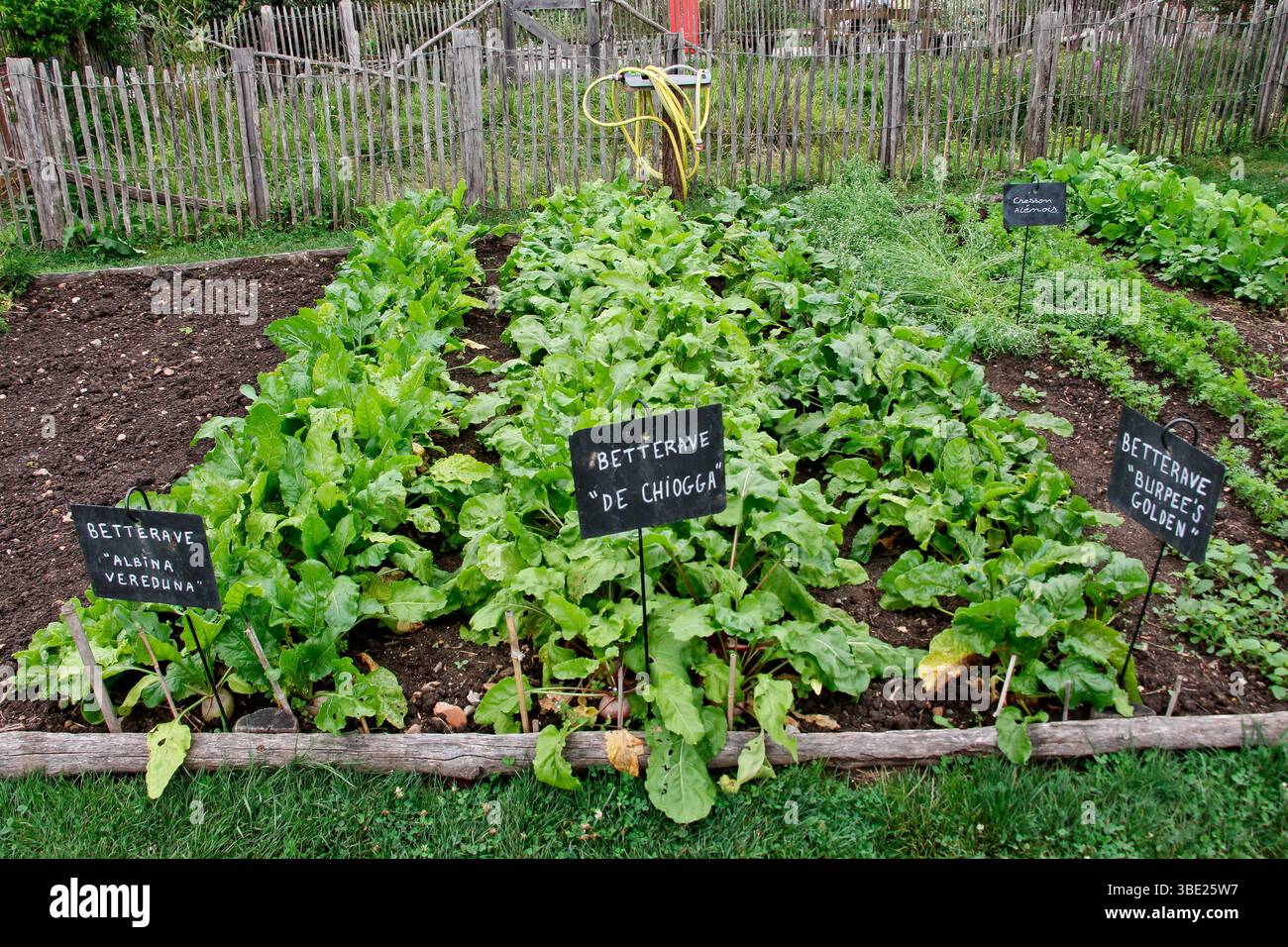 Growing Albina Vereduna beet, De Chiogga beet and Burpee's Golden beet ...