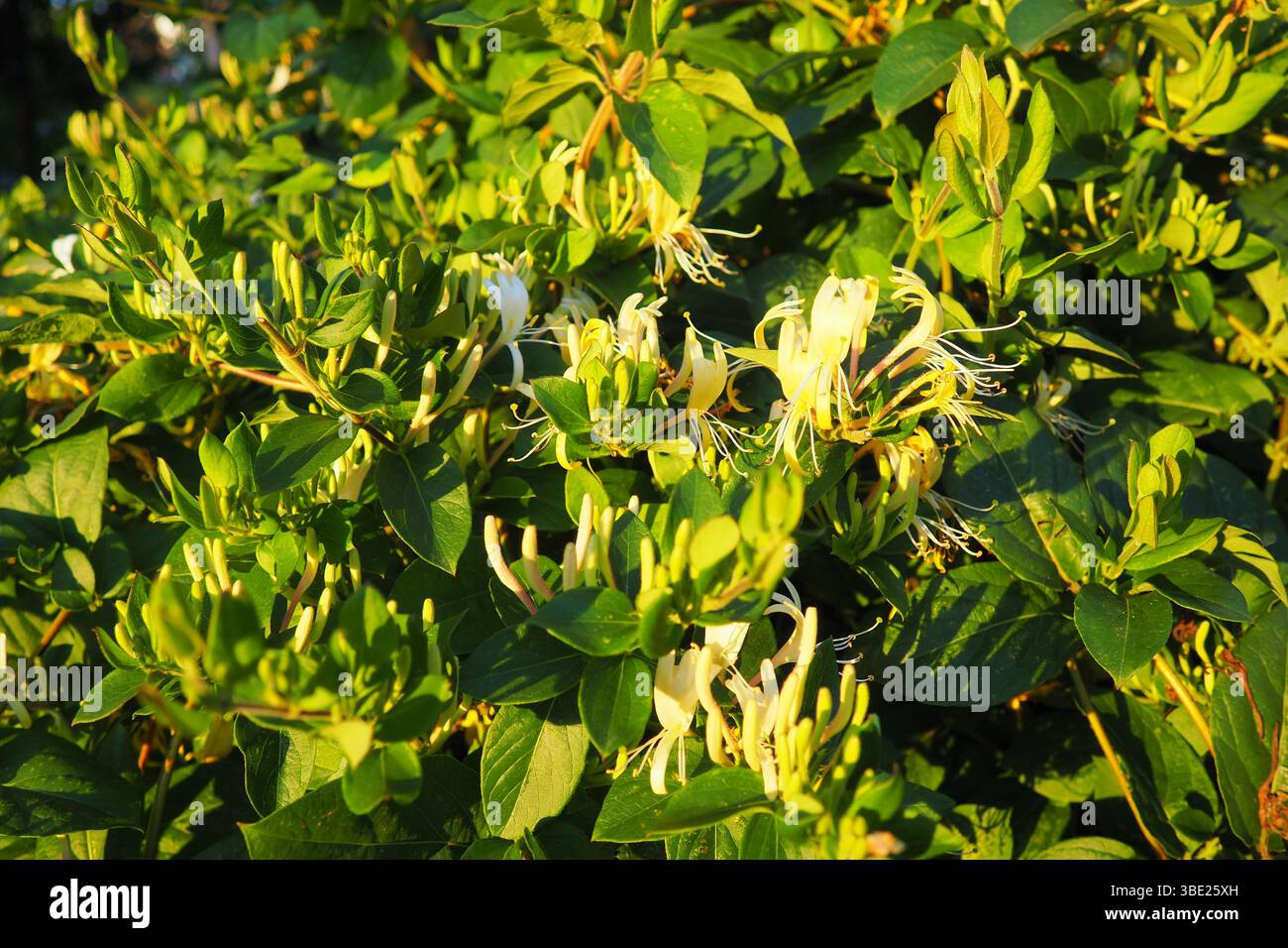 Lonicera japonica, Japanese honeysuckle and golden-and-silver ...