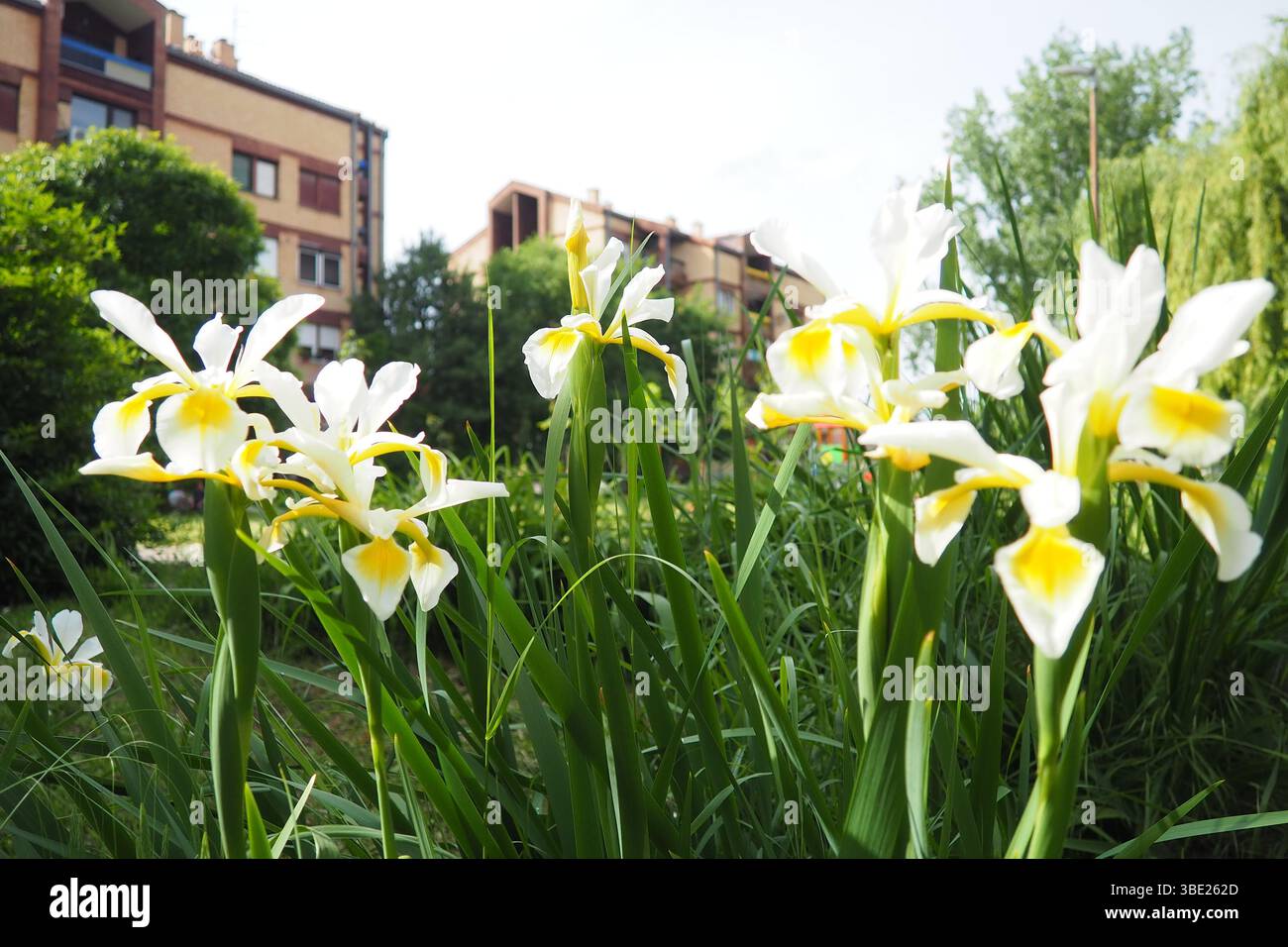 Iris orientalis is a species in the genus Iris, subgenus Limniris and ...