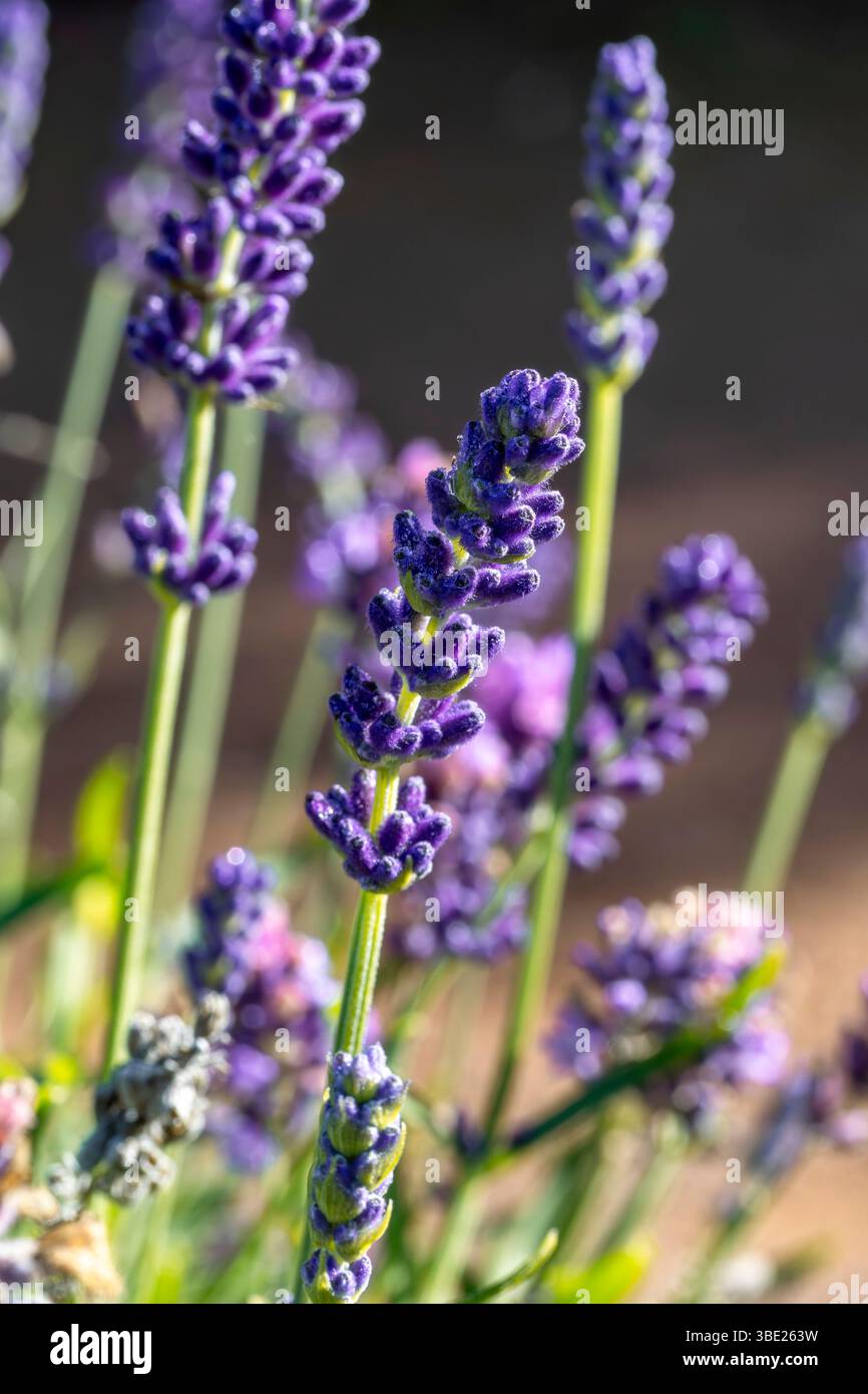 English lavender (Lavandula angustifolia) 'Aromatico Evolution ...