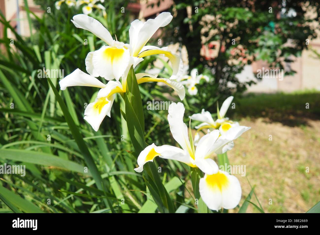 Iris orientalis species in genus hi-res stock photography and images ...