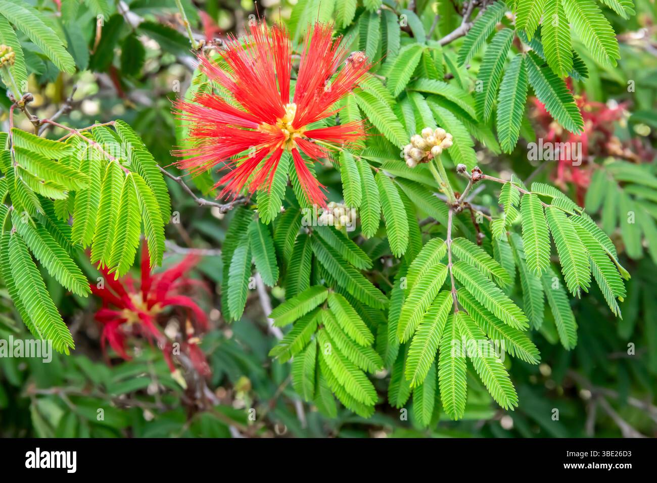 Powder puff plant (Calliandra surinamensis), detail of a flower in ...