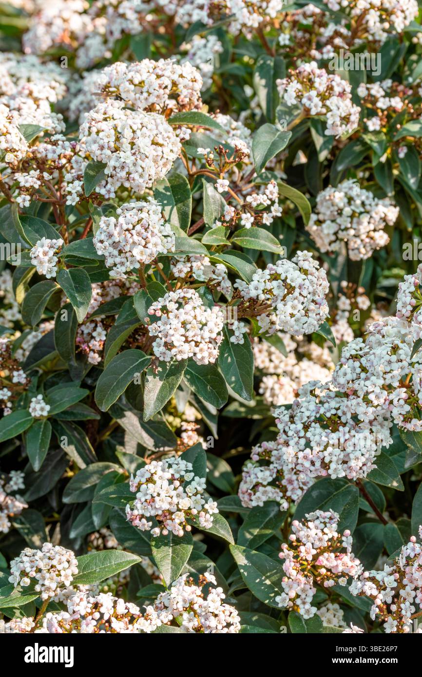 Laurustine (Viburnum tinus) 'Eve Price' flowering Stock Photo - Alamy