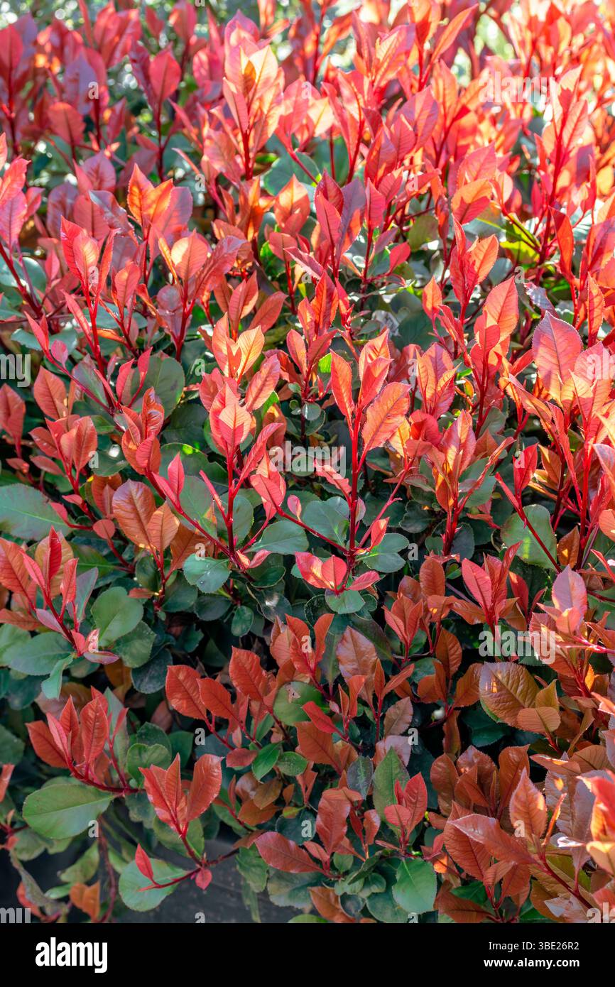Photinia (Photinia x fraseri) 'Little Red Robin' in spring Stock Photo ...