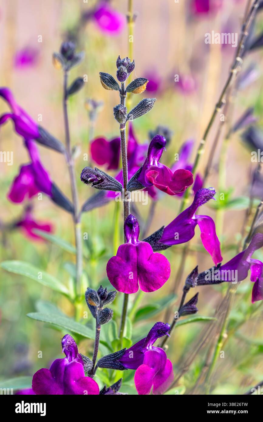 Jame Sage (Salvia x jamensis) 'Violette de Loire', autumn flowering ...